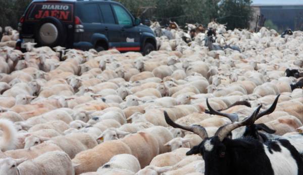 El tiempo de las ovejas