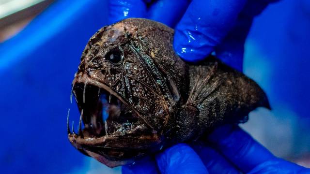 Asombrosa muestra de especies raras en fondos inéditos del océano Índico