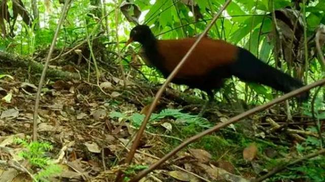 Redescubren un ave que no se había documentado en 140 años