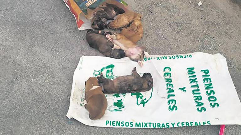 Clamor social tras la muerte de al menos seis cachorros