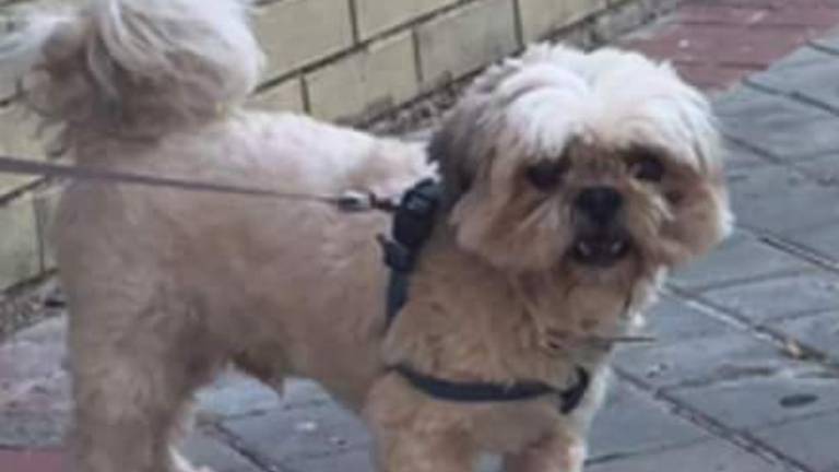 Una familia de Jaén pide ayuda para encontrar a Spyke