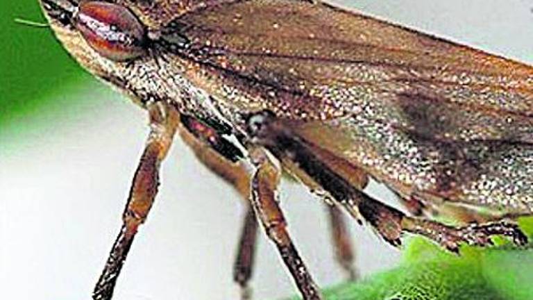 La Xylella aparece en Madrid